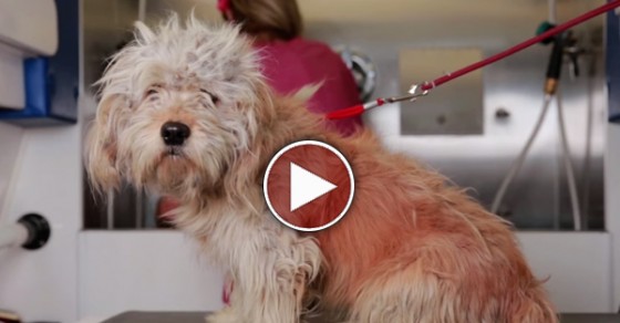 Homeless Dog Gets A Makeover That Saved His Life. Absolutely Beautiful ...