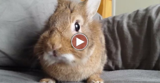 Simba The Rabbit Eating A Raspberry Is The Cutest Thing You Will See ...