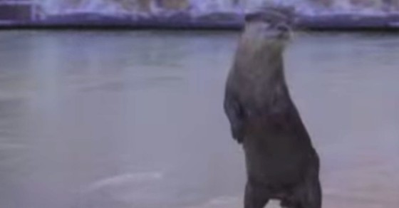 This Video Of An Otter Parenting His Pups Will Simply Melt Your Heart ...