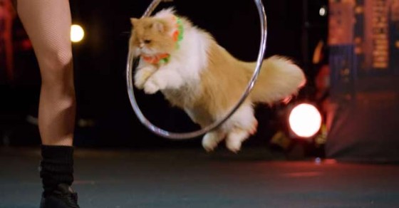 Amazing Cats Performing At A Talent Show! - Sharedots