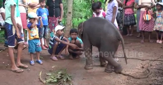 Baby elephant rescued from dangerous well plays with child villagers ...