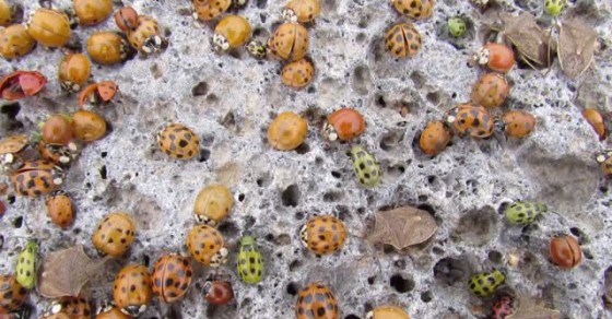 Thousands of Insects Wash Up Onto Shore After Storm - Sharedots