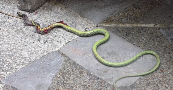 Unlucky snake sizzles while shorting 40,000-volt power line in Thailand ...