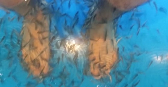 Are these fish eating dead skin off spa-goers feet? - Sharedots
