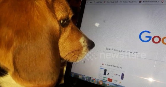 Beagle is completely mesmerised by movement of computer mouse - Sharedots