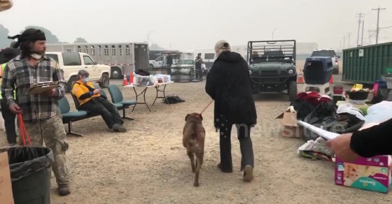 Displaced pets reunited with owners after devastating Camp Fire - Sharedots