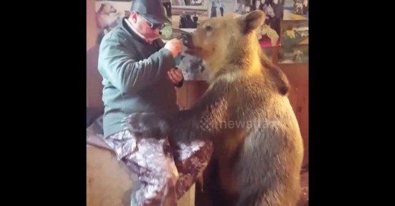 Meet Stepan, the Russian bear that loves to share treats with his owner ...