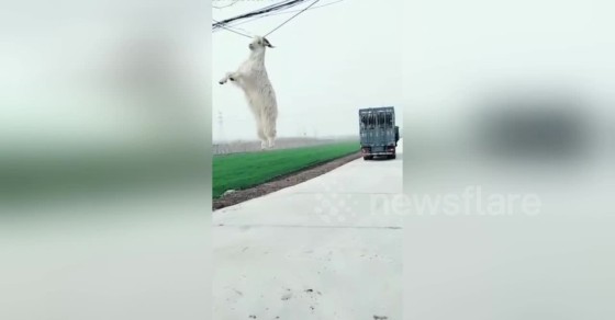 Goat hangs from power line by its horns after jumping from transport ...