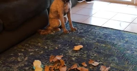 Dogs Busted Rummaging Through Garbage - Sharedots