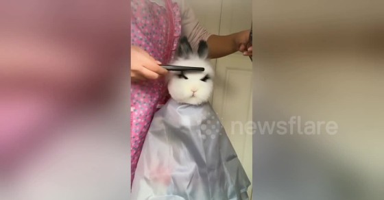 Cute rabbit gets very stylish haircut from her owner - Sharedots