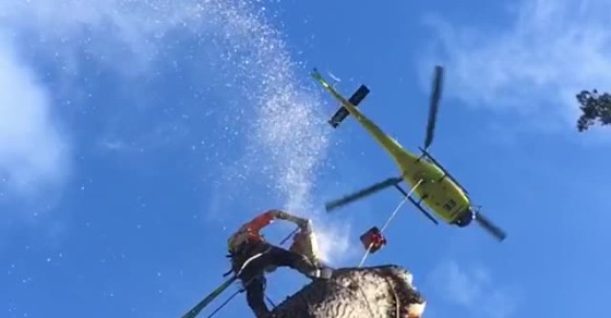 Tree Removal by Helicopter - Sharedots