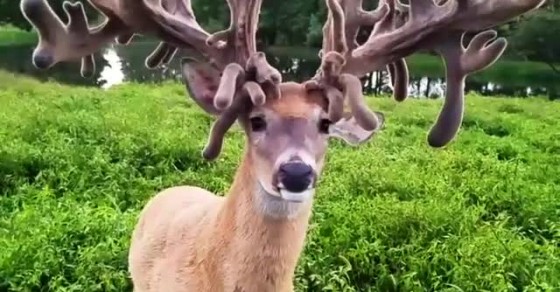 Massive 107 Point Buck - Sharedots