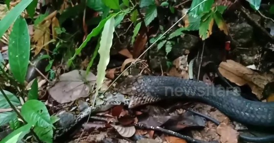 Horrifying footage shows king cobra swallowing python after deadly duel ...