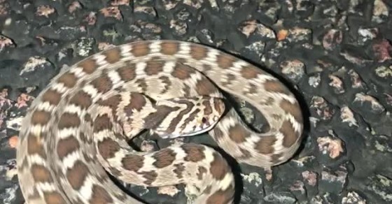 Defensive Display of a Rhombic Egg Eater - Sharedots