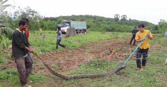 Four-metre long python caught in farmer's field - Sharedots