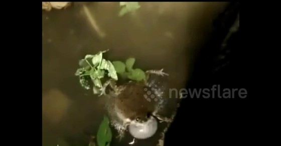 Frog makes loud "boop" noise to attract other frogs during rains in ...