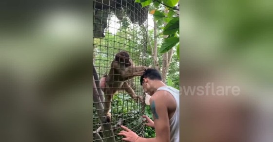 Helpful monkey tries to groom tourist's hair at wildlife park in China ...