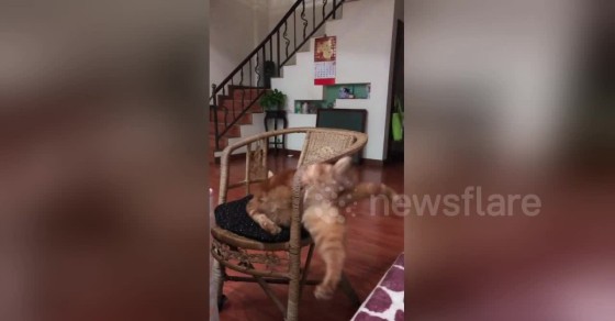 Fat cat gets hilariously stuck trying to wriggle through narrow gap on ...