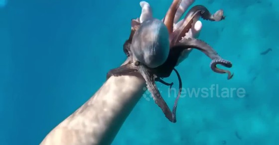 Clingy octopus won't let go of diver - Sharedots