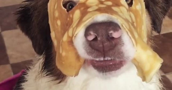 Australian Shepherd Wears a Pancake Mask - Sharedots