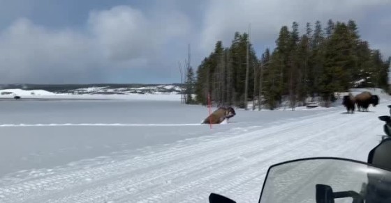 Bison Trudge Through Some Seriously Deep Snow - Sharedots