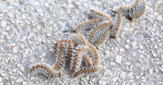 Five-metre-long procession of caterpillars march along path in Spain ...