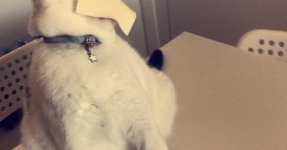 Sliced Cheese Causes Confusion for Cat - Sharedots