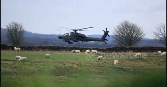Sheep not afraid of low-flying Apache attack helicopter in north ...