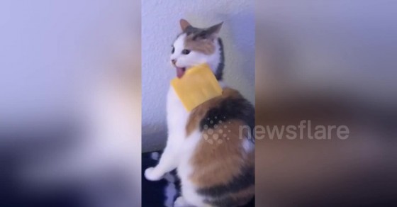 Cat doesn't like the #cheesechallenge but finds cheese tasty - Sharedots