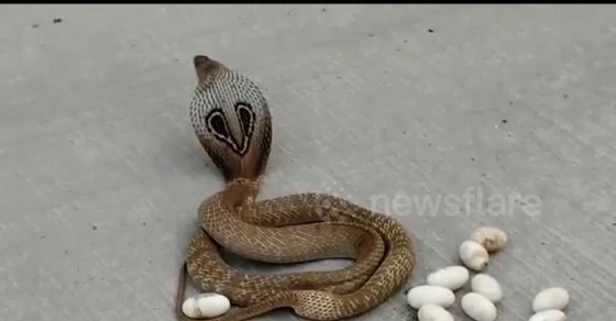 Pregnant cobra lays eggs on busy road in southern India - Sharedots