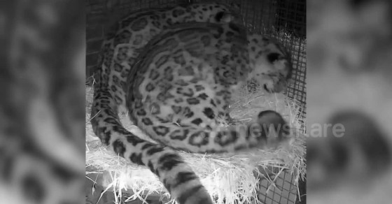 Two loved-up snow leopards curl up around each other in affectionate ...