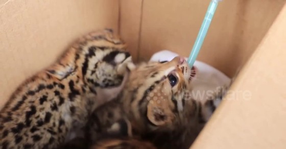 Three starving leopard cubs rescued after being orphaned in rural ...