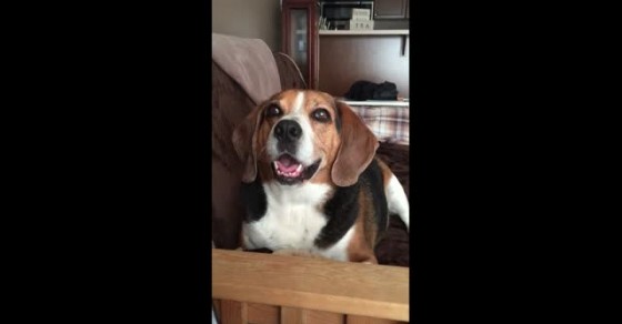 Man has full on conversation with his talking beagle - Sharedots