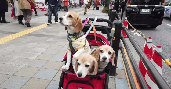 Trio of Beagles in a pram surrounded by cherry blossom spotted in Tokyo ...