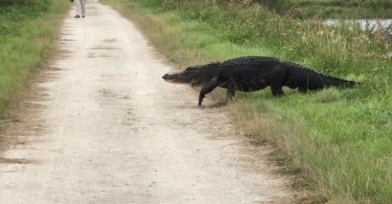 Massive alligator strolls across walking trail - Sharedots