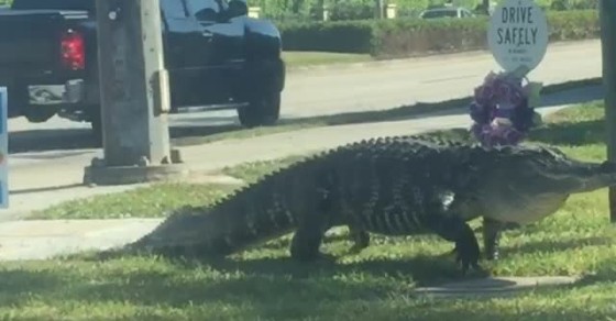 Gigantic Gator Strolls Down Florida Street - Sharedots