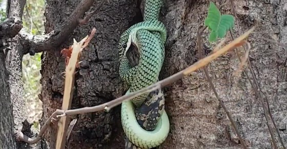 Greedy snake struggles to swallow live monitor lizard - Sharedots
