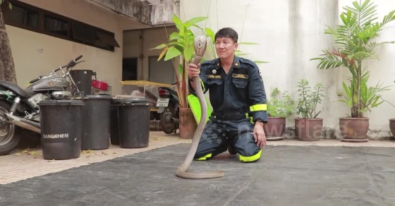 Brave fireman shows how to catch a cobra with bare hands - Sharedots