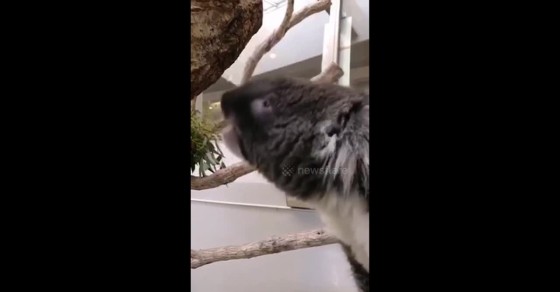 Still think Koalas are cute? Zoo marsupial makes unexpected snoring ...