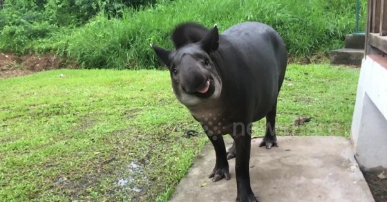 This tapir "smiling" in slow motion is hilarious - Sharedots