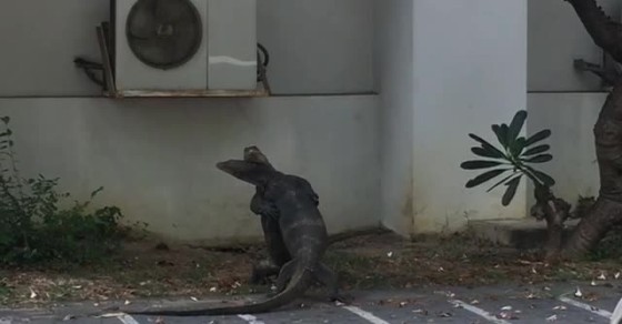 Monitor Lizards Hug it Out - Sharedots