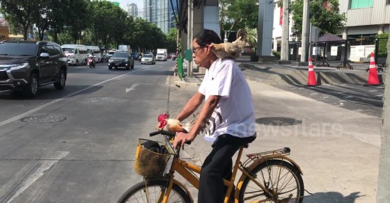 Cyclist takes chicken for a ride during morning rush hour in Thailand ...