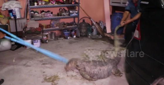 Driver shocked to find giant monitor lizard hiding behind his car ...