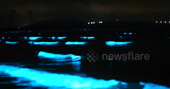 Luminous 'blue tears' phenomenon lights up waters on Chinese beach ...