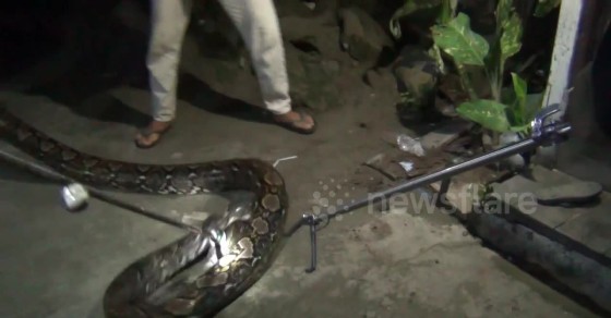 Huge 16ft python caught from under Indonesia house after preying on ...