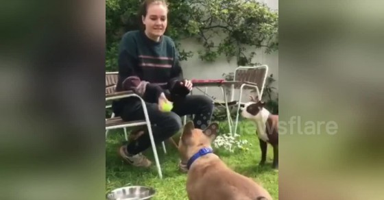 Human and dog play catch together in UK garden - Sharedots