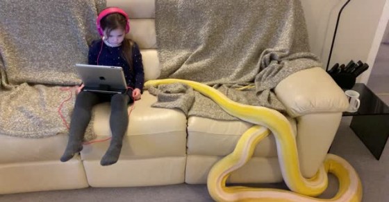 Little Girl and Python Lounge on Couch - Sharedots