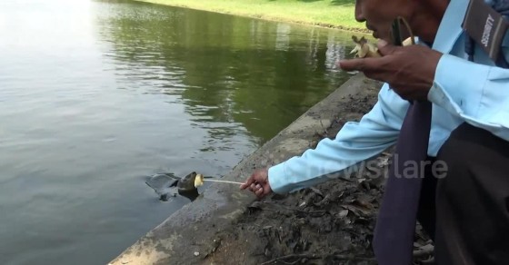 Kind-hearted security guard feeds hungry turtles in pond - Sharedots