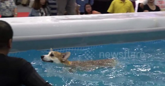 Dogs make a splash in diving competition at Thai pet show - Sharedots