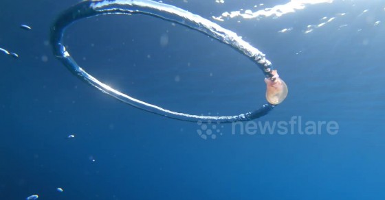 Mesmerising footage shows jellyfish spinning after getting caught in ...